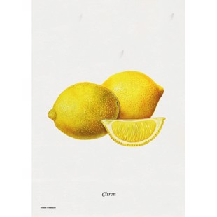 Appelsin plakat i A4. Køb flot tegnet litografi med appelsiner her