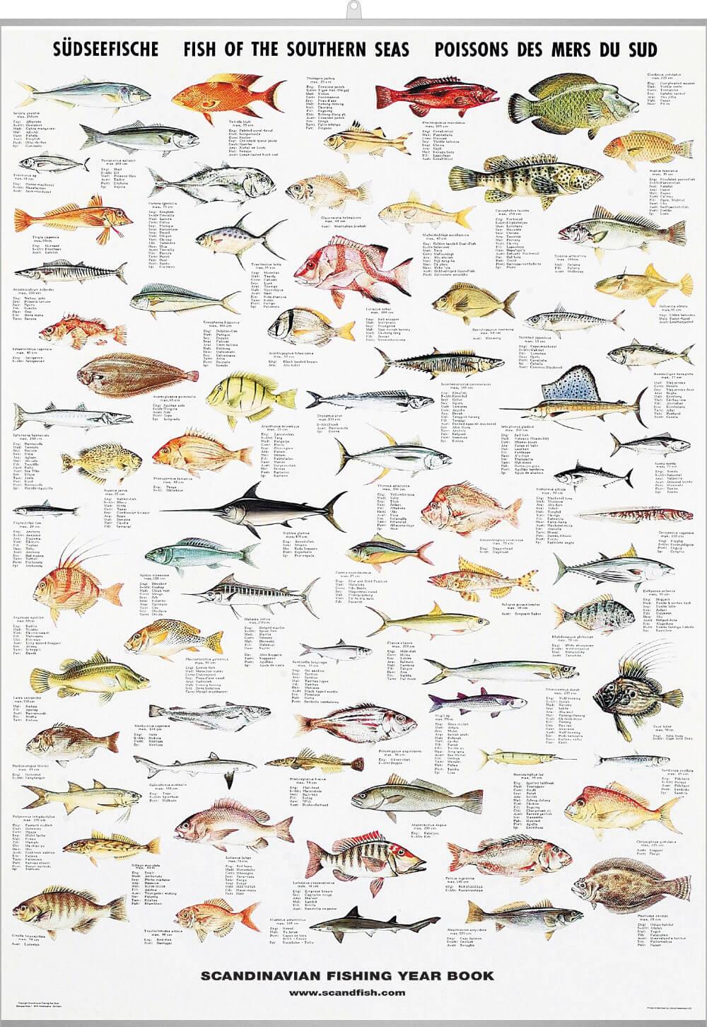 Stillehavets Fisk Plakat | Køb online hos Linå webshop